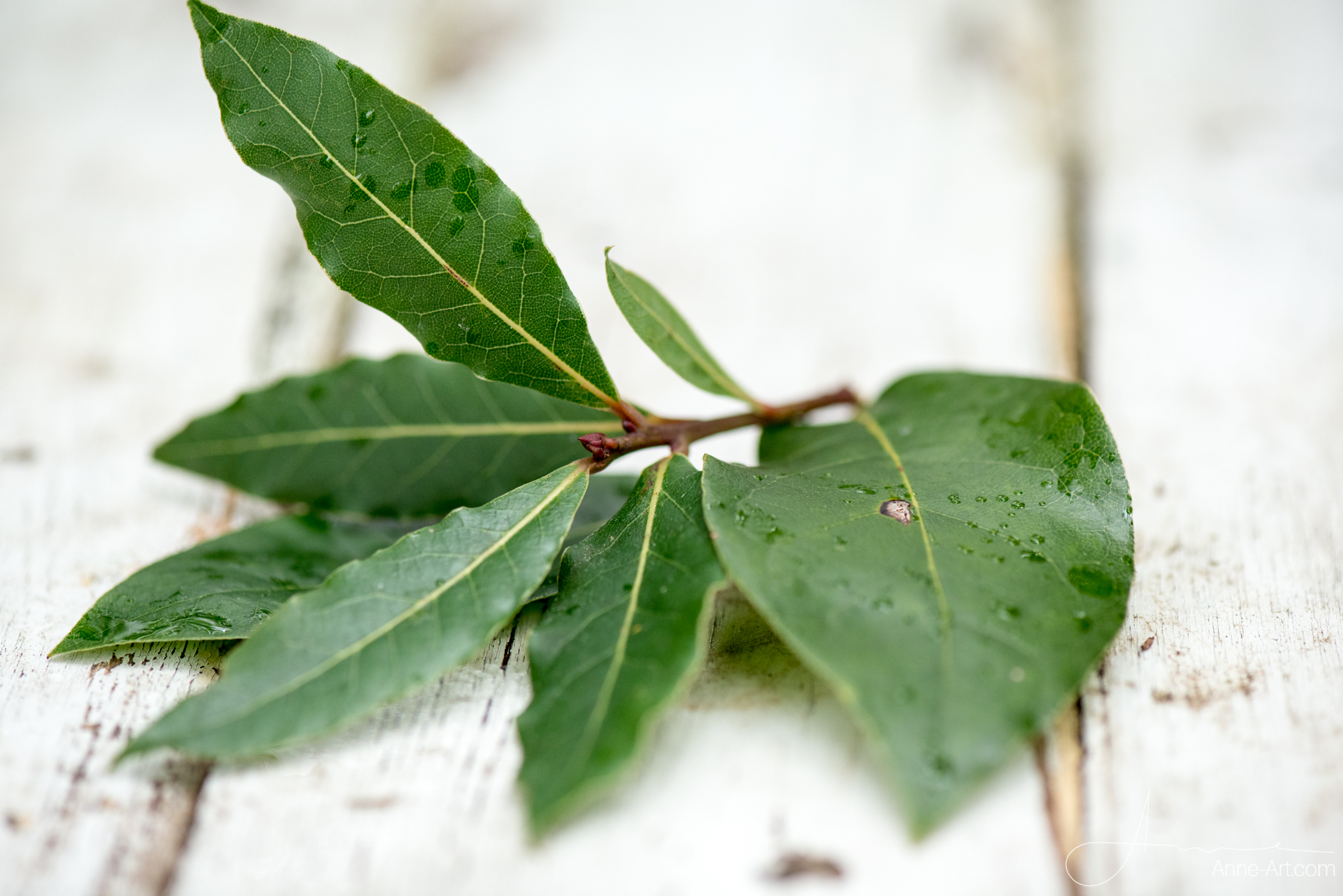 Lorbeer - ein unterschätztes Blatt Genuss - Annes Topfgeflüster